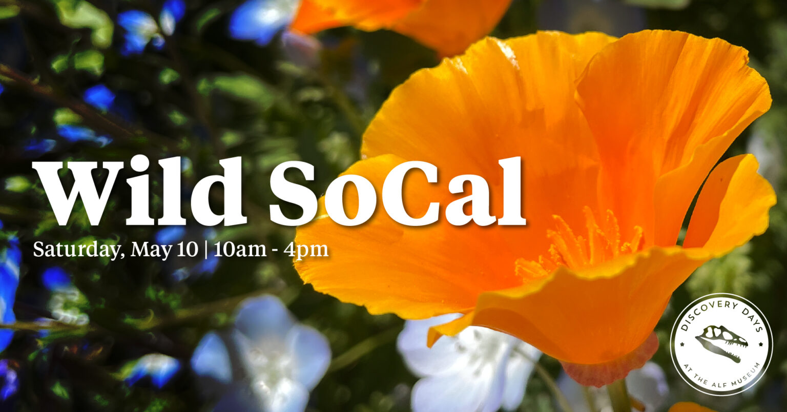 Wild SoCal – Raymond M. Alf Museum of Paleontology