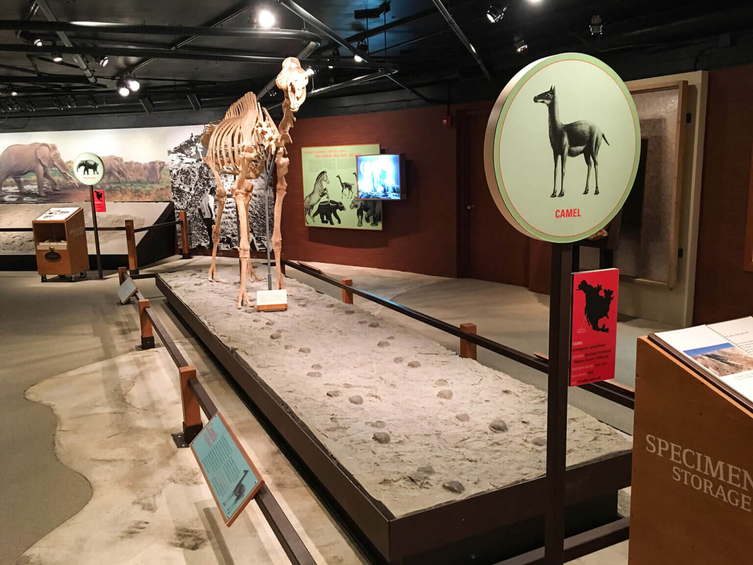 Exhibits – Raymond M. Alf Museum of Paleontology