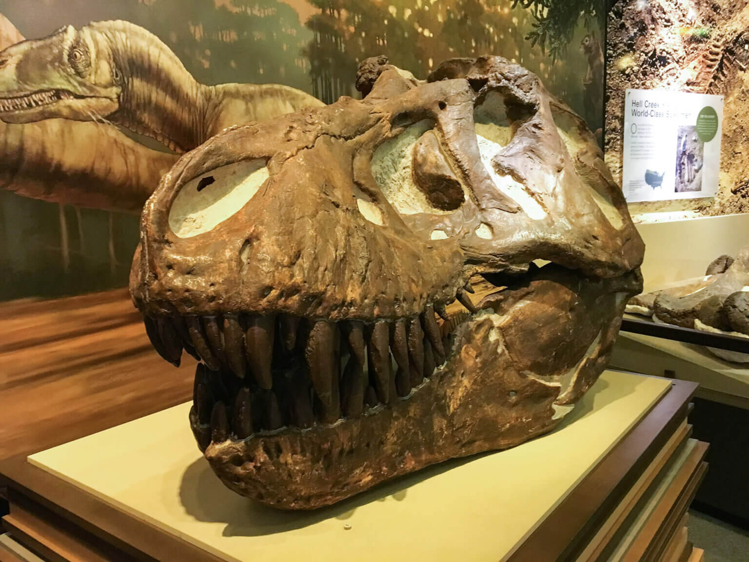 Exhibits – Raymond M. Alf Museum of Paleontology