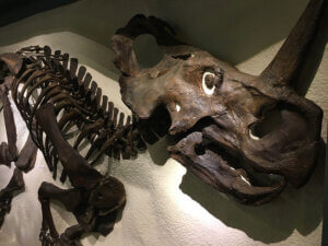 Virtual Experiences – Raymond M. Alf Museum of Paleontology